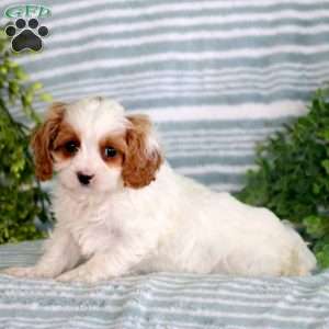 Sam and Rachael Stoltzfus Dog Breeder