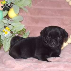 Pug Puppies For Sale - Greenfield Puppies