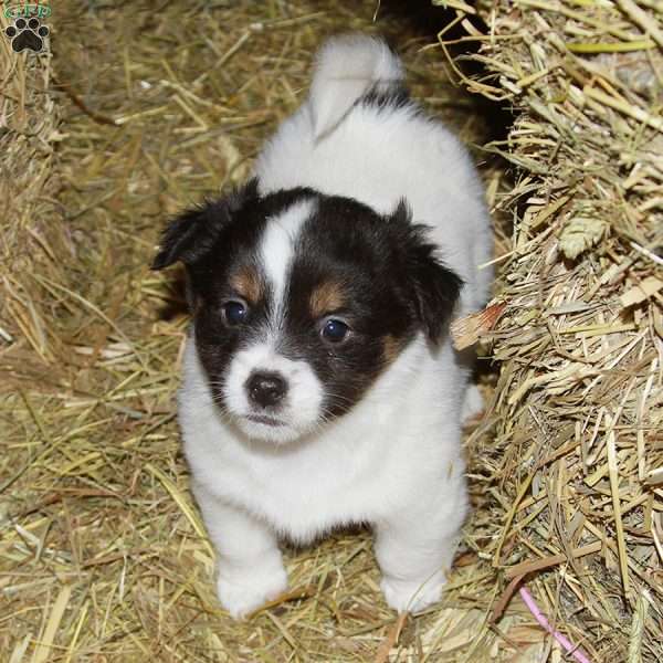 Ringo - Jack-A-Ranian Puppy For Sale in New York