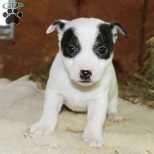 Jack-A-Ranian Puppies For Sale - Greenfield Puppies