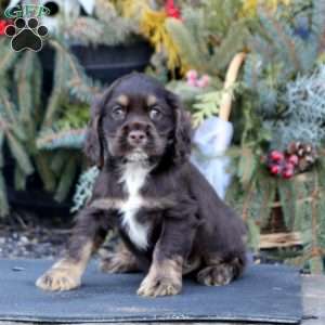 Cocker Spaniel Puppies For Sale - Greenfield Puppies
