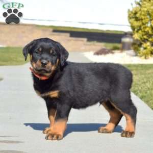 Rottweiler Puppies For Sale - Greenfield Puppies