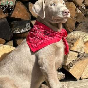 Silver Labrador Retriever Puppies For Sale - Greenfield Puppies
