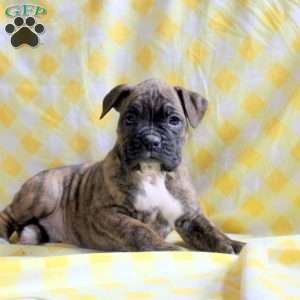 Boxer Puppies For Sale - Greenfield Puppies