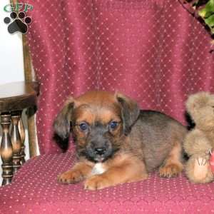 Jack-A-Poo Puppies For Sale - Greenfield Puppies