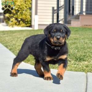 Rottweiler Puppies For Sale - Greenfield Puppies