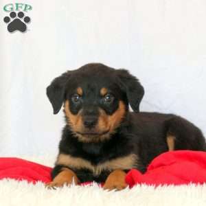 Rottweiler Puppies For Sale - Greenfield Puppies