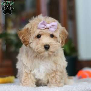 Andy Raber - Greenfield Puppies