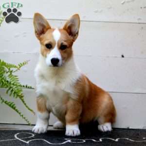 Pembroke Welsh Corgi Puppies for Sale - Greenfield Puppies