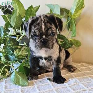 Pug Puppies For Sale - Greenfield Puppies