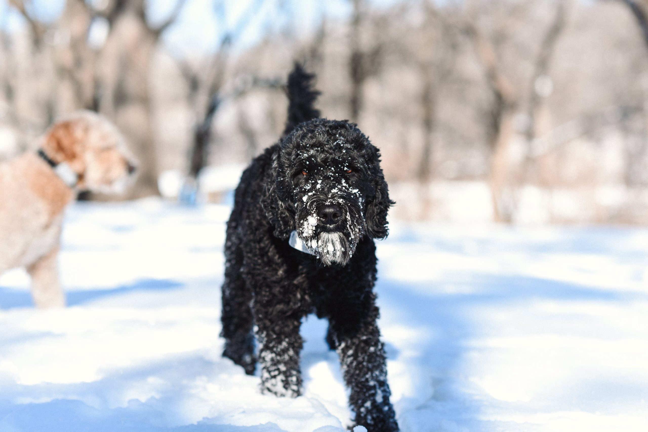 9 Unconventional Hunting Dogs You Shouldn't Overlook - GFP