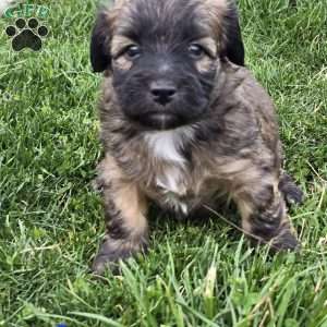 Miniature Poodle Mix Puppies For Sale | Greenfield Puppies