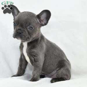 Frenchton Puppies for Sale | Greenfield Puppies