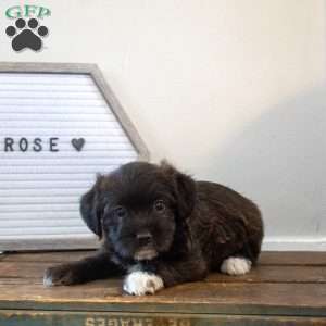 Jack-A-Poo Puppies For Sale - Greenfield Puppies