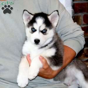 Siberian Husky Puppies For Sale - Greenfield Puppies