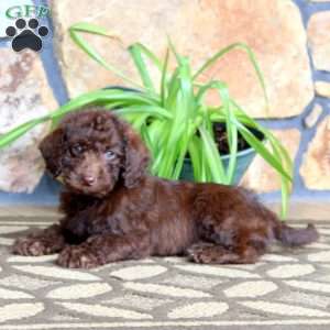 Mini Labradoodle Puppies For Sale - Greenfield Puppies
