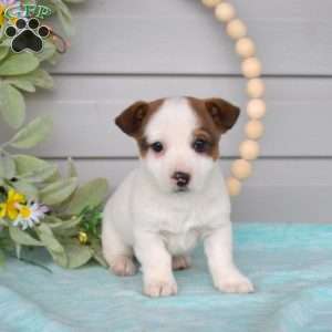 Jack Russell Terrier Puppies For Sale - Greenfield Puppies