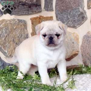 Pug Puppies For Sale - Greenfield Puppies