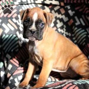 Boxer Puppies For Sale - Greenfield Puppies