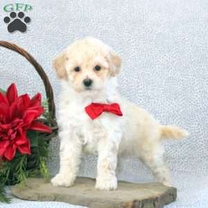 Bich-poo Puppies For Sale - Greenfield Puppies