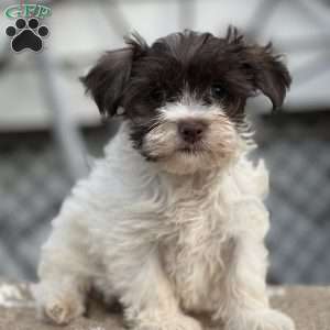 Havanese Puppies For Sale - Greenfield Puppies