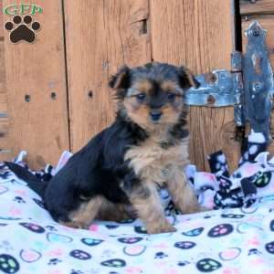 Yorkie Poo Puppies For Sale - Greenfield Puppies