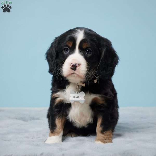 Blake - Miniature Bernese Mountain Dog Puppy For Sale in Ohio