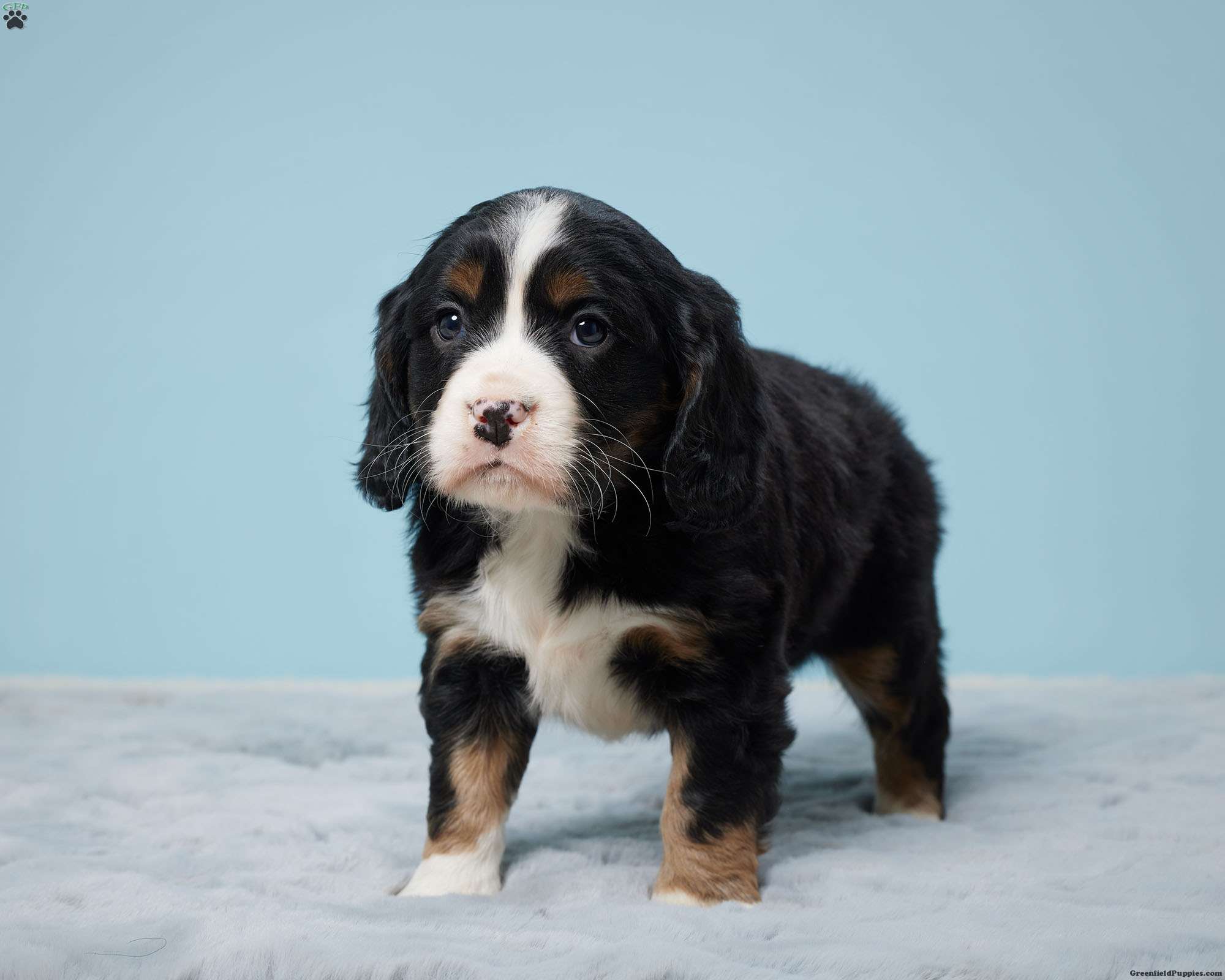 Blake - Miniature Bernese Mountain Dog Puppy For Sale in Ohio