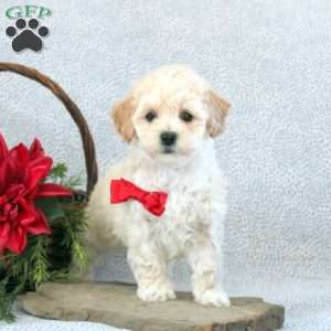 Bich-poo Puppies For Sale - Greenfield Puppies