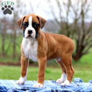 Boxer Puppies For Sale - Greenfield Puppies