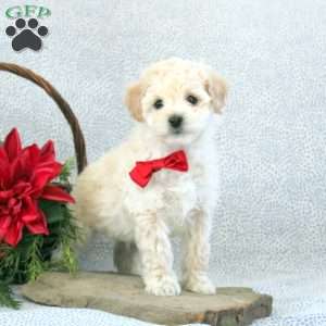 Bich-poo Puppies For Sale - Greenfield Puppies