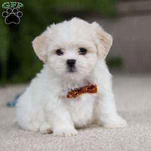 Lhasa Apso Puppies For Sale | Greenfield Puppies
