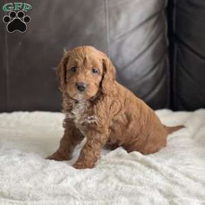 Cockapoo Puppies for Sale - Greenfield Puppies