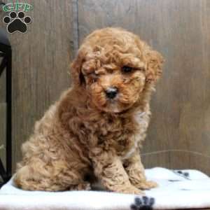 Miniature Poodle Puppies for Sale - Greenfield Puppies
