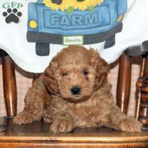 Cockapoo Puppies for Sale - Greenfield Puppies