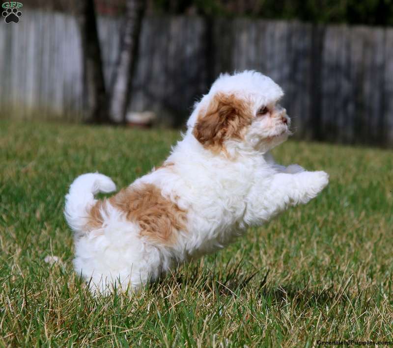 Cuddles - Forever Puppy For Sale in Pennsylvania