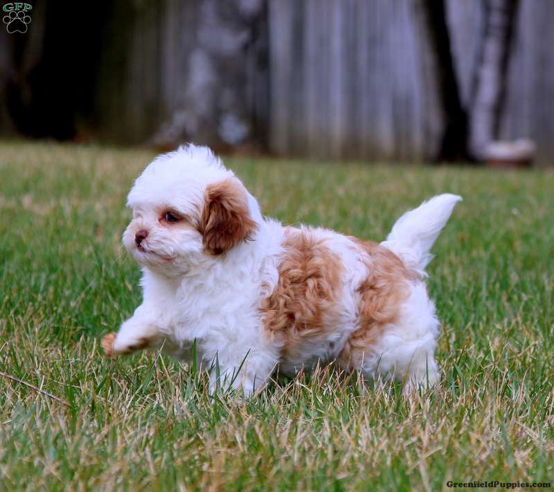 Cuddles - Forever Puppy For Sale in Pennsylvania