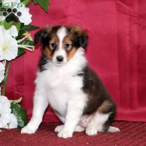 Sheltie Puppies For Sale | Greenfield Puppies