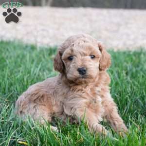 Cockapoo Puppies for Sale - Greenfield Puppies