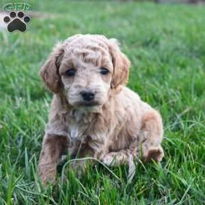 Cockapoo Puppies for Sale - Greenfield Puppies