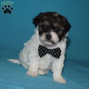 Willis Yoder - Greenfield Puppies