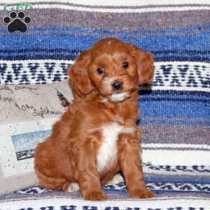 Cockapoo Puppies for Sale - Greenfield Puppies