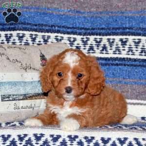 Cockapoo Puppies for Sale - Greenfield Puppies