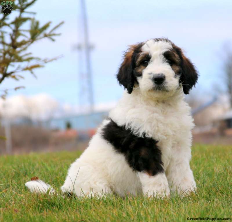 Darling - Saint Berdoodle Puppy For Sale in Pennsylvania