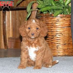Cockapoo Puppies for Sale - Greenfield Puppies