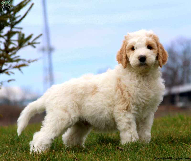 Denver - Saint Berdoodle Puppy For Sale in Pennsylvania