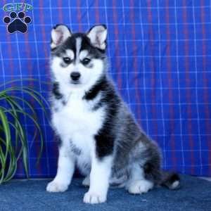 Elam & Katie Smucker - Greenfield Puppies