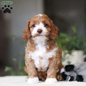 Cockapoo Puppies for Sale - Greenfield Puppies