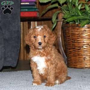 Cockapoo Puppies for Sale - Greenfield Puppies