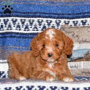 Cockapoo Puppies for Sale - Greenfield Puppies